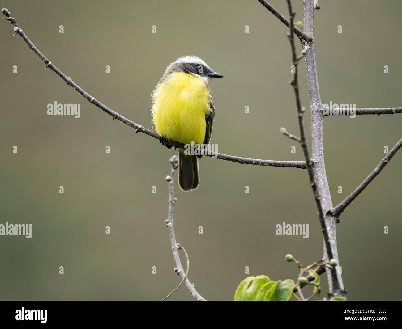 Social flycatcher (Myiozetetes similis) at Las Cruces Biological ...