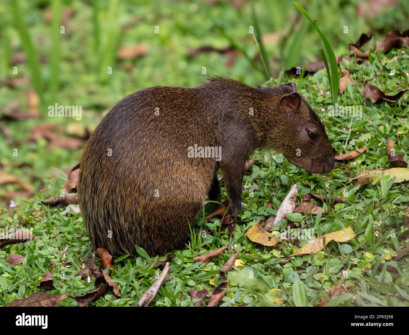 Central American agouti (Dasyprocta punctata) at Las Cruces Biological ...