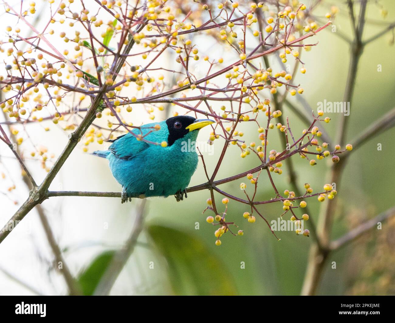 Green honeycreeper (Chlorophanes spiza) at Las Cruces Biological ...