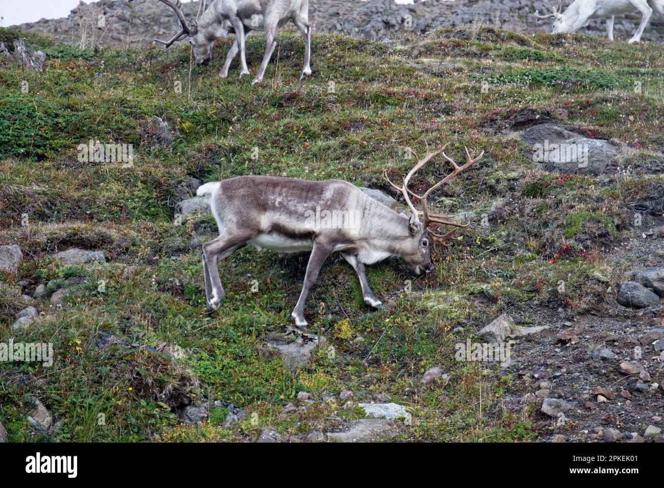 Reindeer on Magerøya Island, Troms og Finnmark County, Norway Stock ...