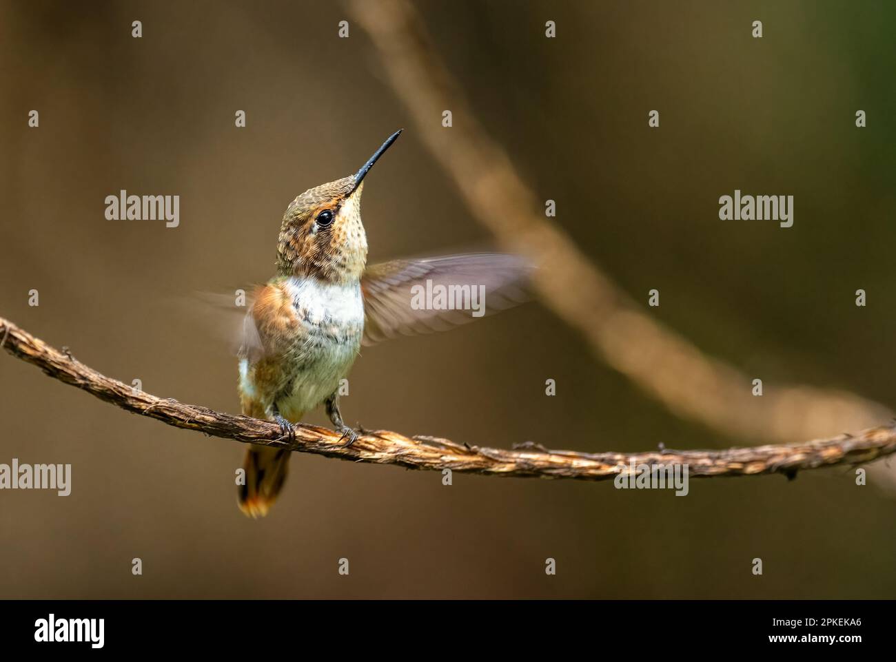 Magenta-throated Woodstar - Calliphlox bryantae, small colored ...