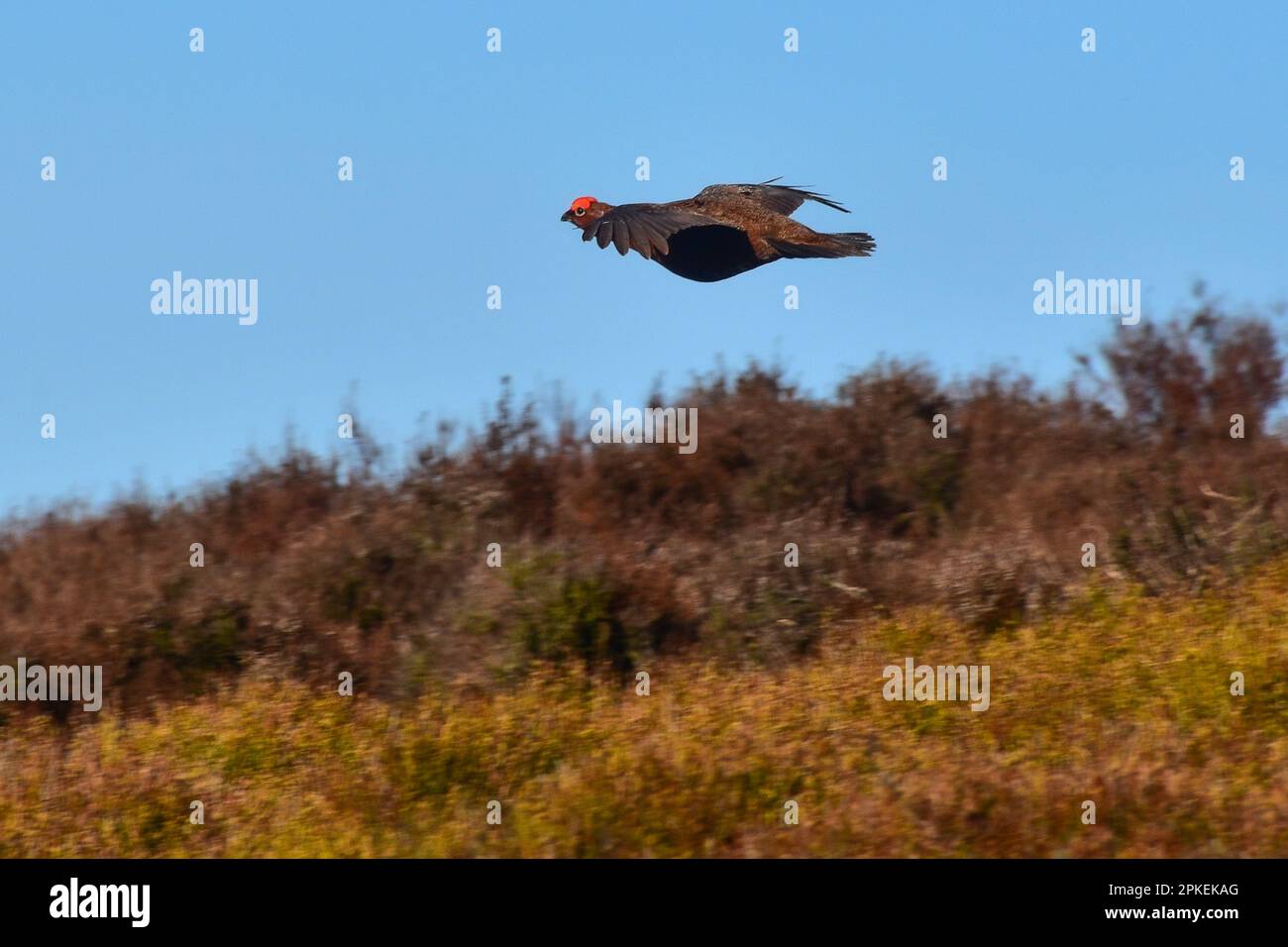 Red grouse in flight hi-res stock photography and images - Alamy