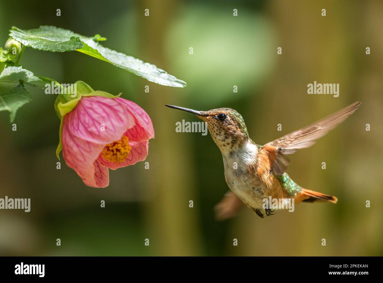 Magenta-throated Woodstar - Calliphlox bryantae, small colored ...