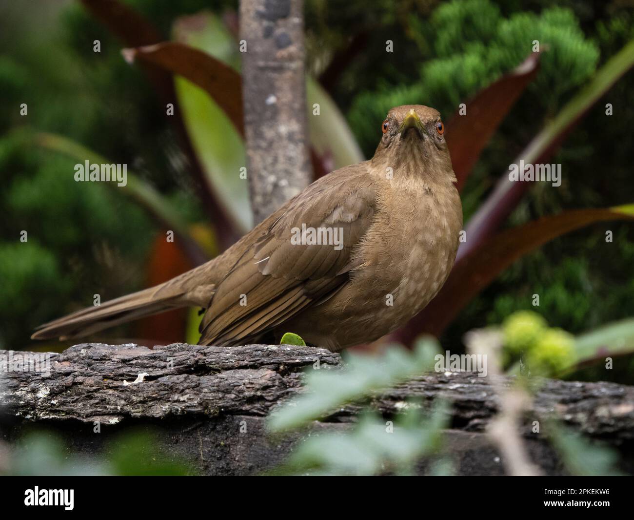 Clay-colored thrush (Turdus grayi), the national bird of Costa Rica at ...