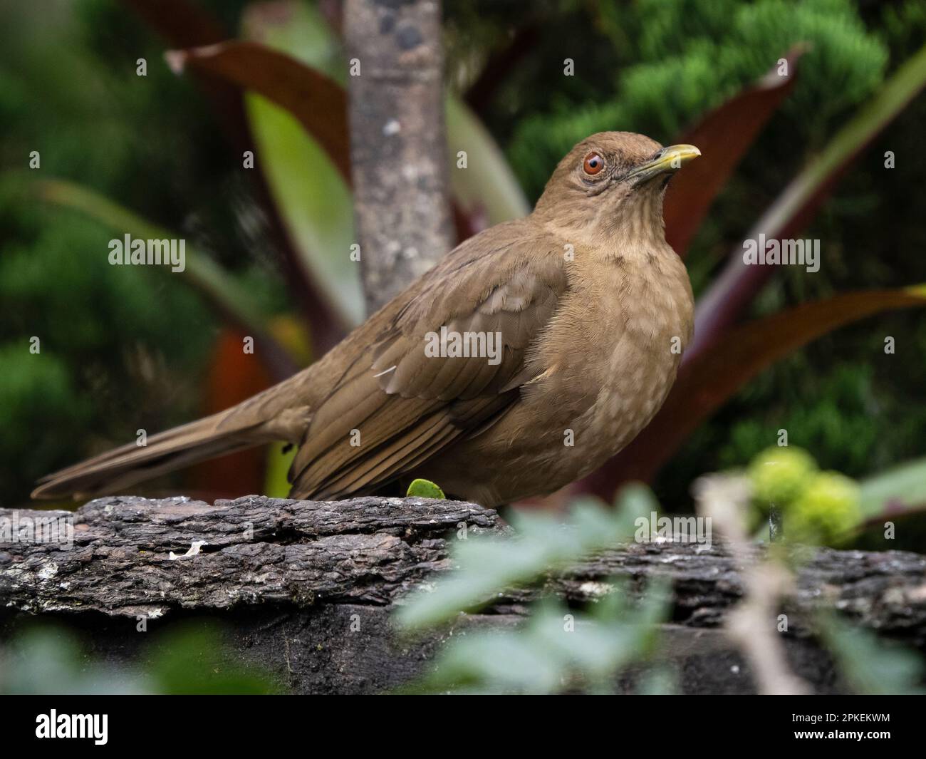Clay-colored thrush (Turdus grayi), the national bird of Costa Rica at ...