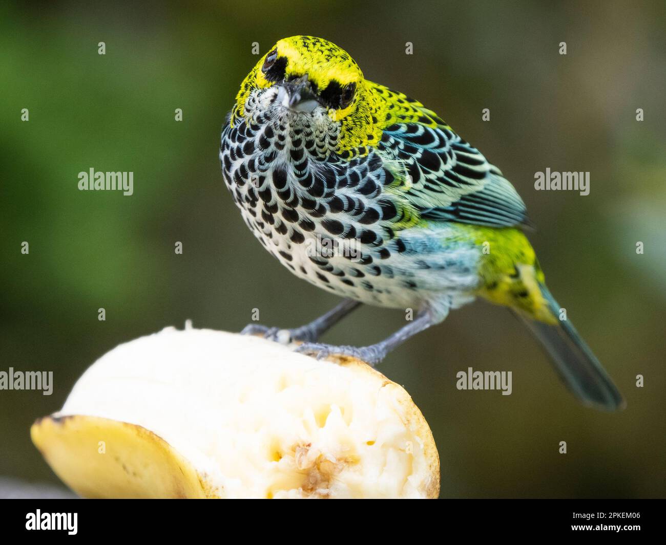 Las cruces costa rica hi-res stock photography and images - Alamy