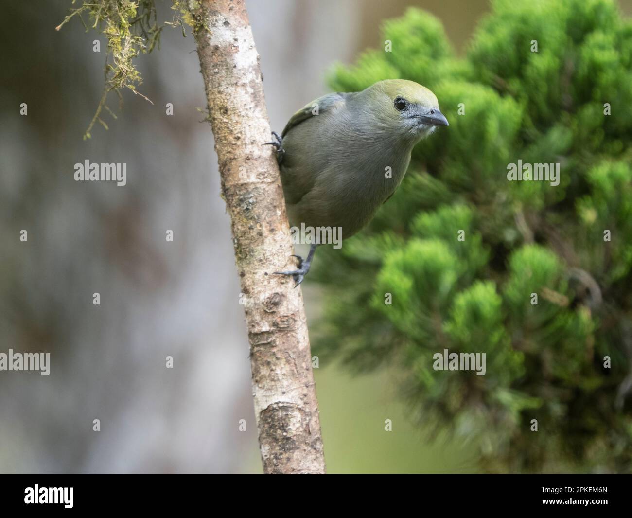 Palm tanager (Thraupis palmarum) at Las Cruces Biological Station ...
