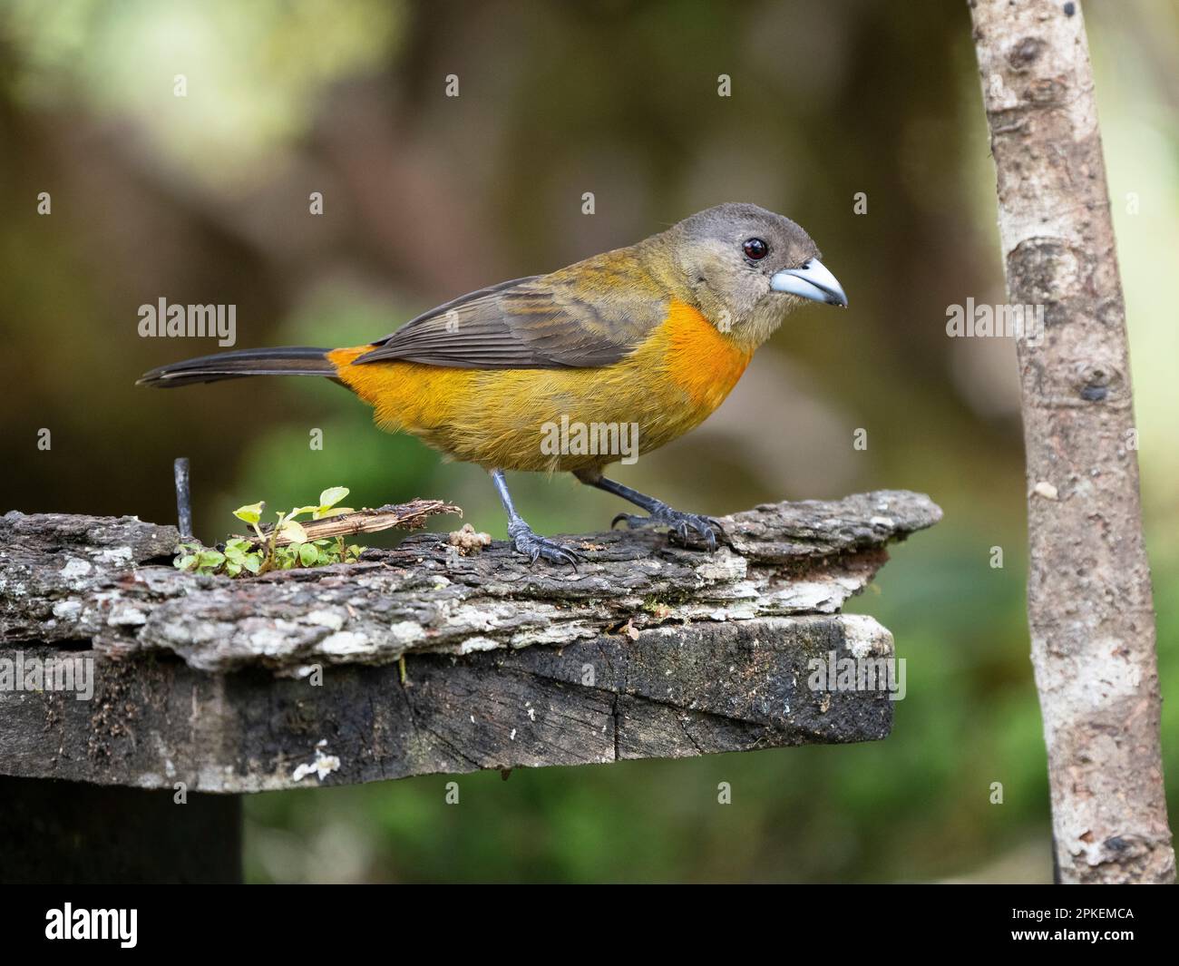 Scarlet rumped tanager female hi-res stock photography and images - Alamy