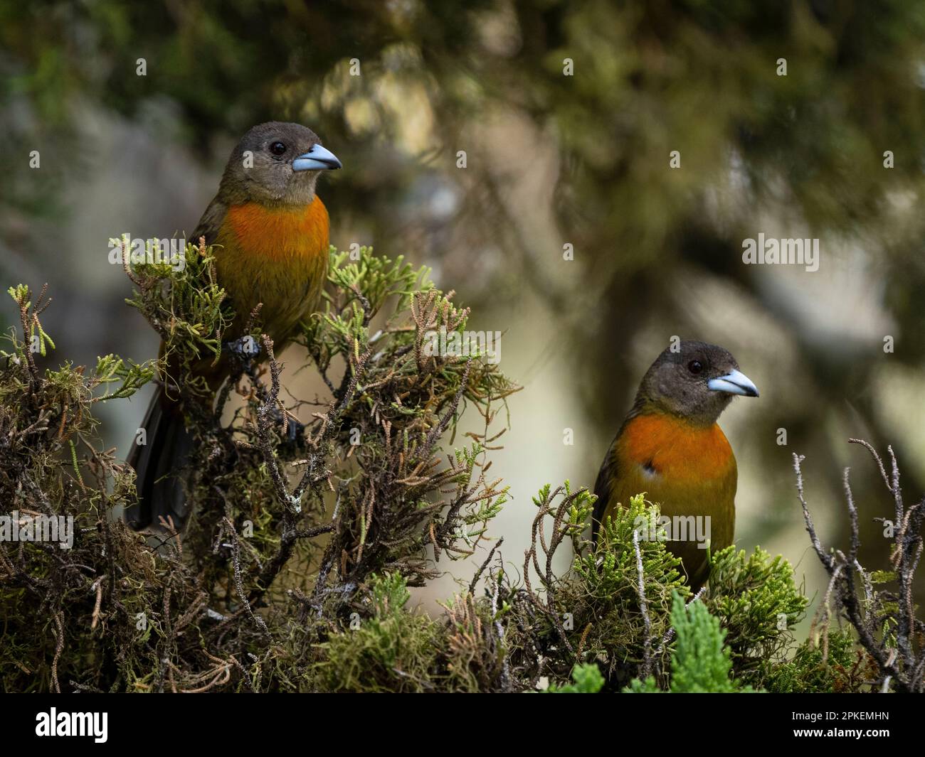 Scarlet rumped tanager female hi-res stock photography and images - Alamy