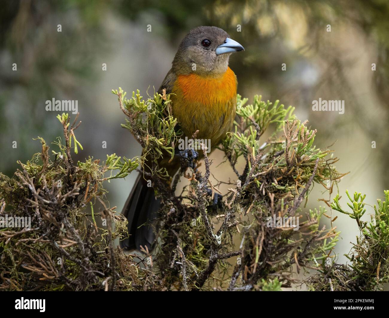 Scarlet rumped tanager female hi-res stock photography and images - Alamy