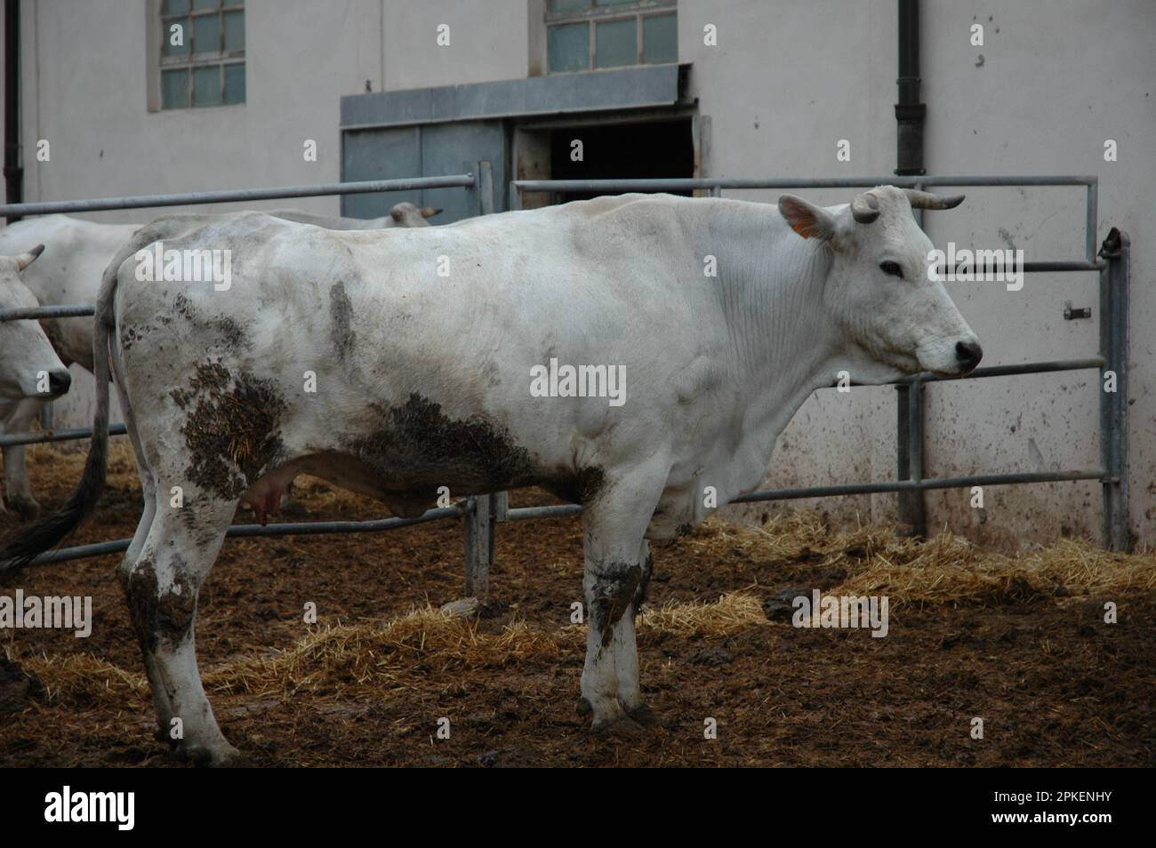 Chianina hi-res stock photography and images - Alamy