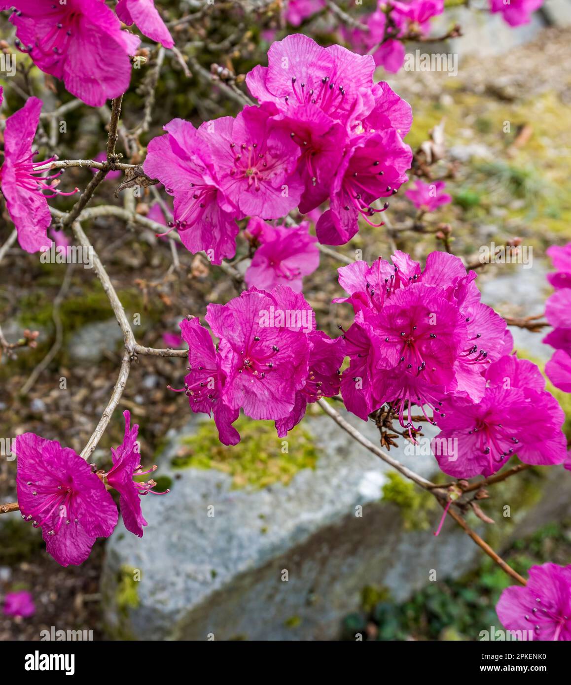Pink spring blossoms at the Bellevue Botanical Garden in Washington ...
