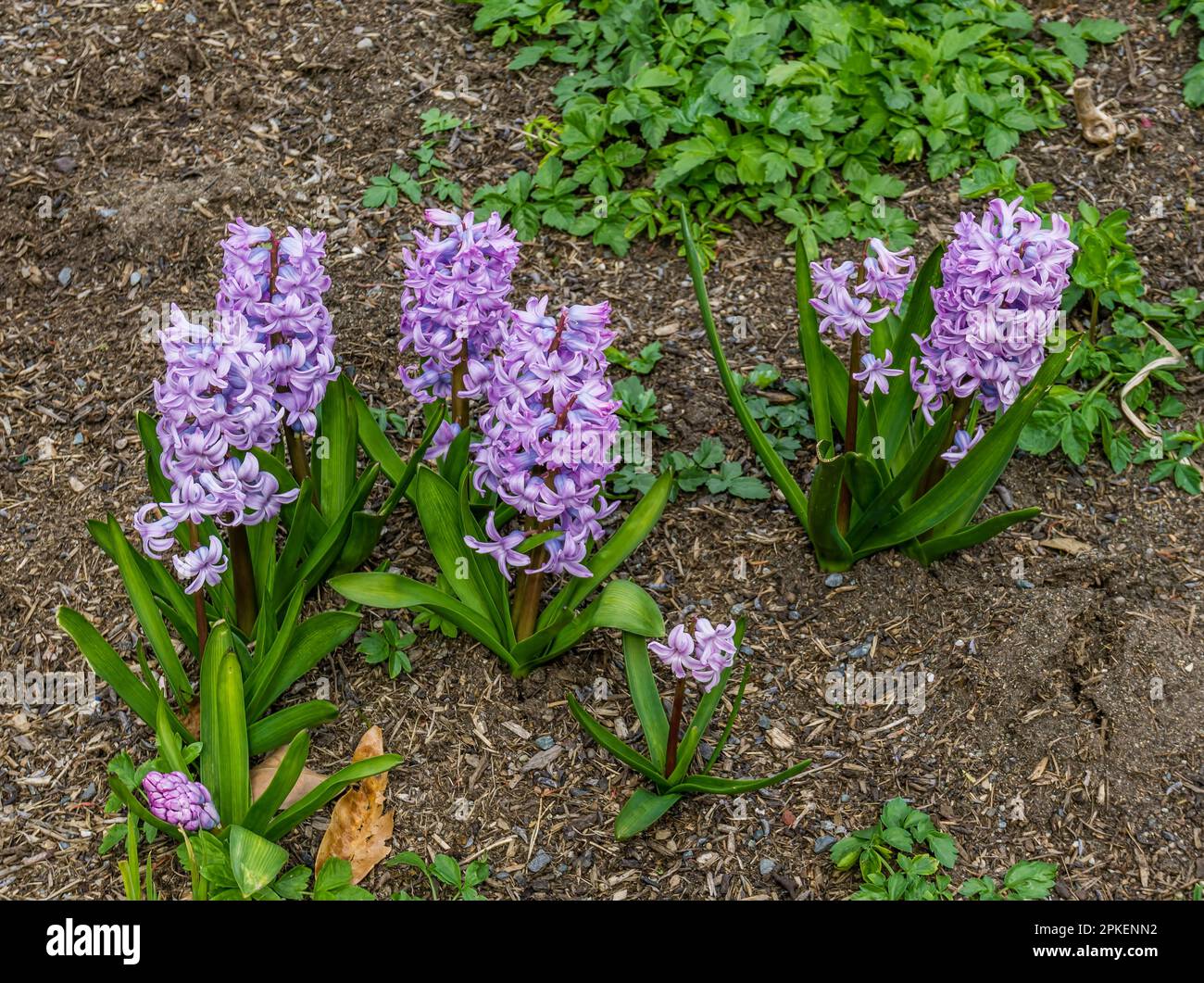 Early puple hi-res stock photography and images - Alamy