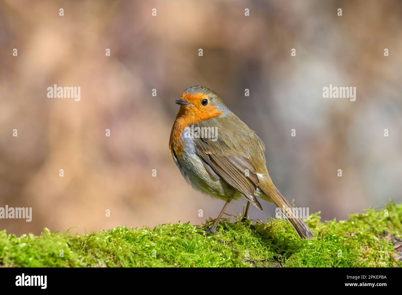 Eurasian Robin, Erithacus Rubecula, Perched on a moss covered tree ...