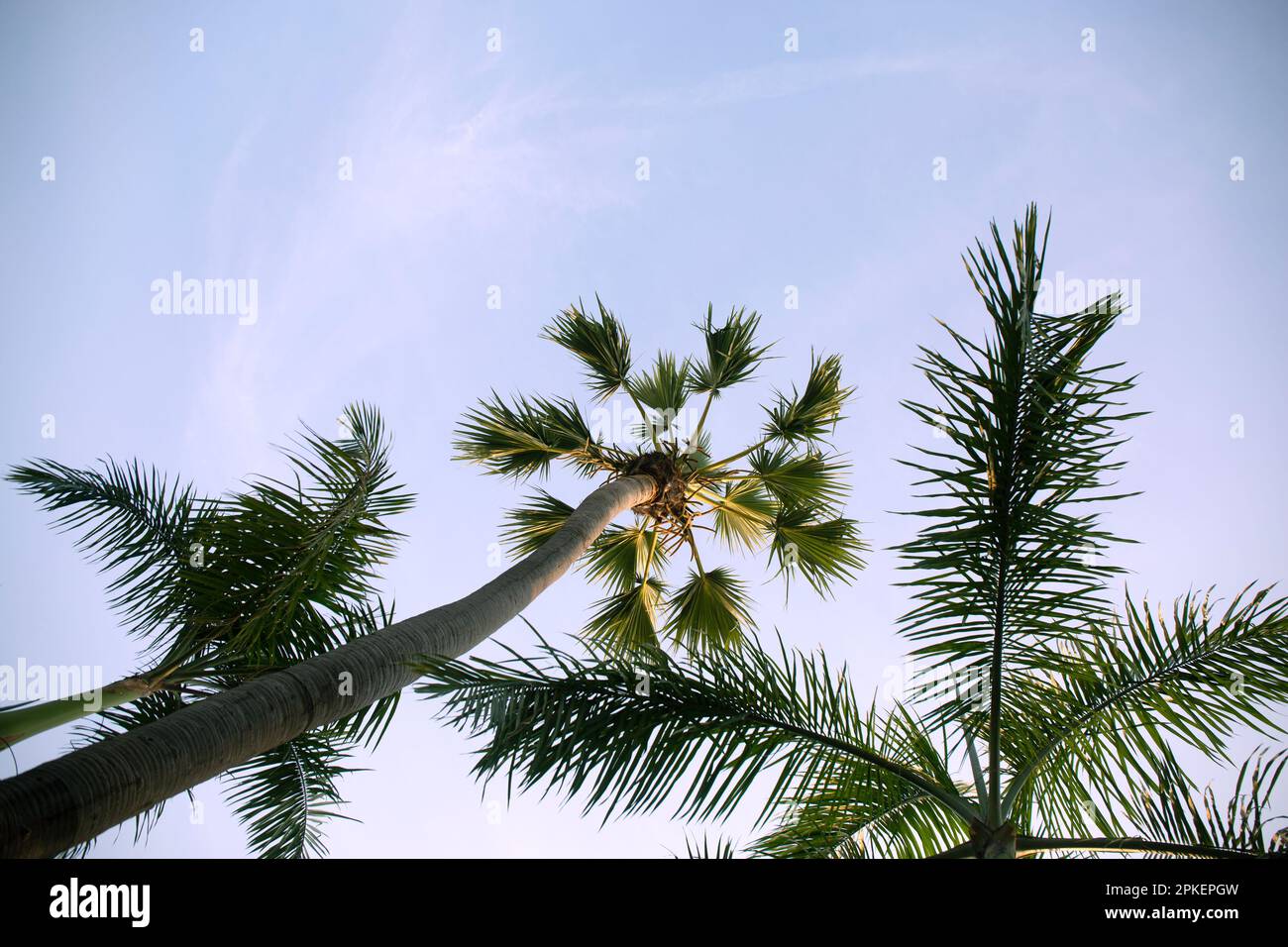 Coconut Palm Trees Bottom Up View in Backlit Stock Photo - Alamy