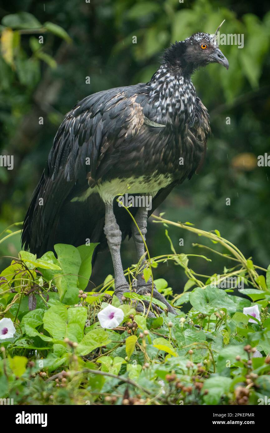 Anhima cornuta hi-res stock photography and images - Alamy