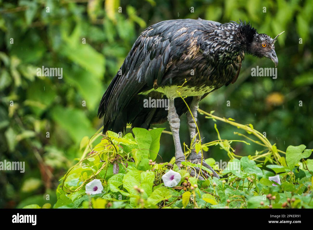 Horned Screamer (Anhima cornuta) of the Peruvian Amazon Stock Photo - Alamy