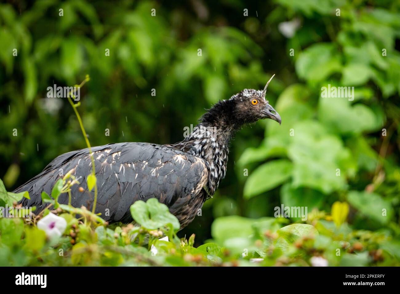 Horned Screamer (Anhima cornuta) of the Peruvian Amazon Stock Photo - Alamy