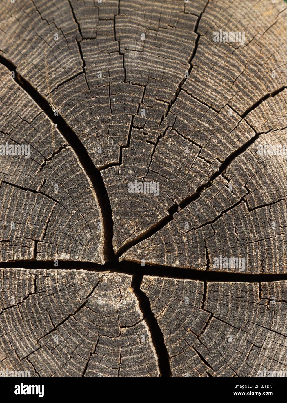 texture of sawn wood with cracks and annual rings. Beautiful background ...