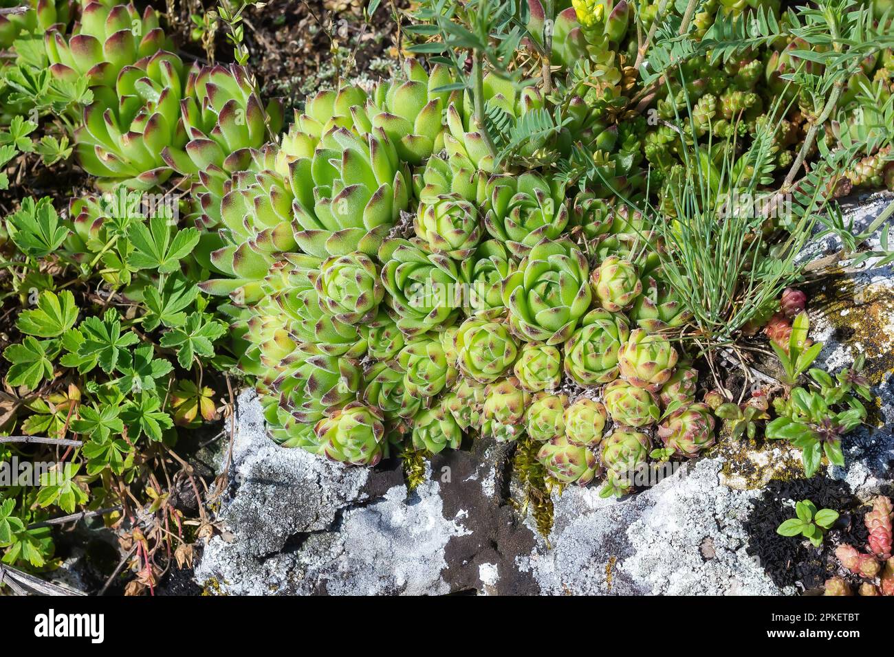 Succulents in roof hi-res stock photography and images - Alamy
