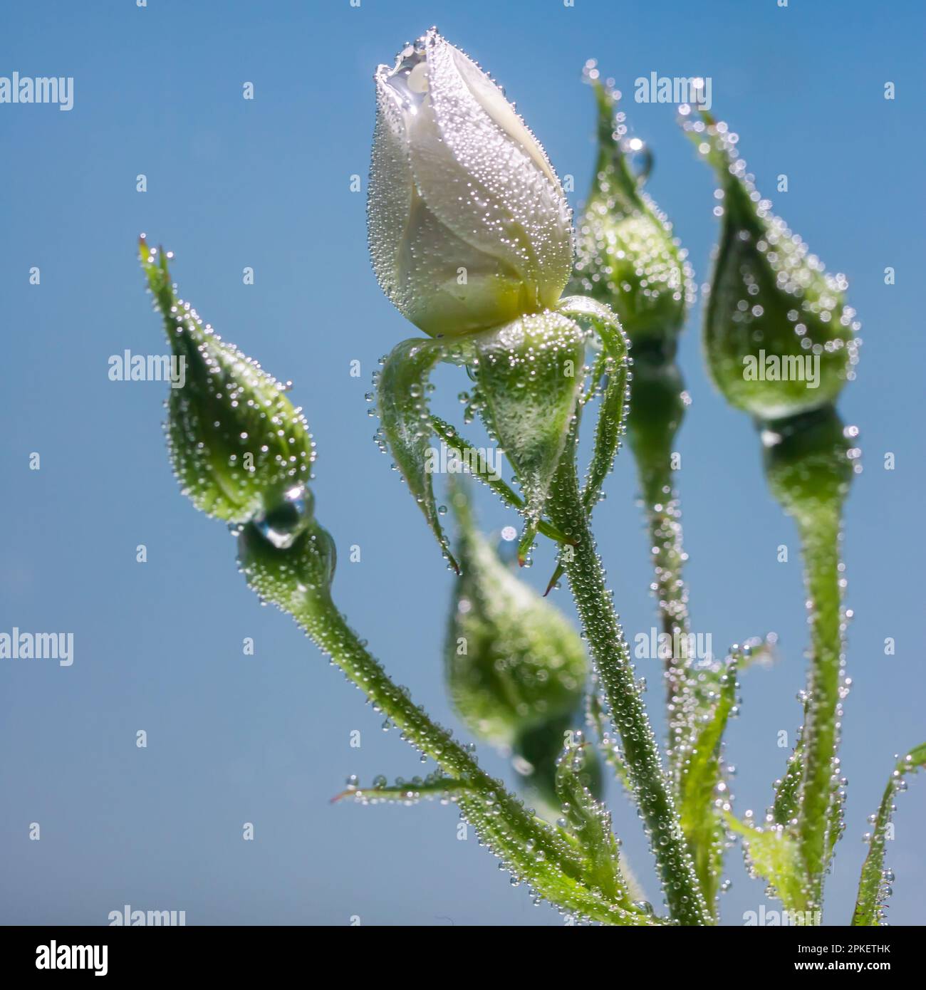 white rose underwater with air bubbles on a blue background Stock Photo ...