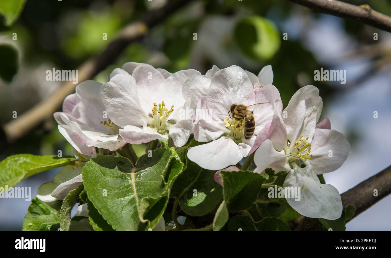 apple tree blooms in the garden. bees collect nectar and pollen Stock ...