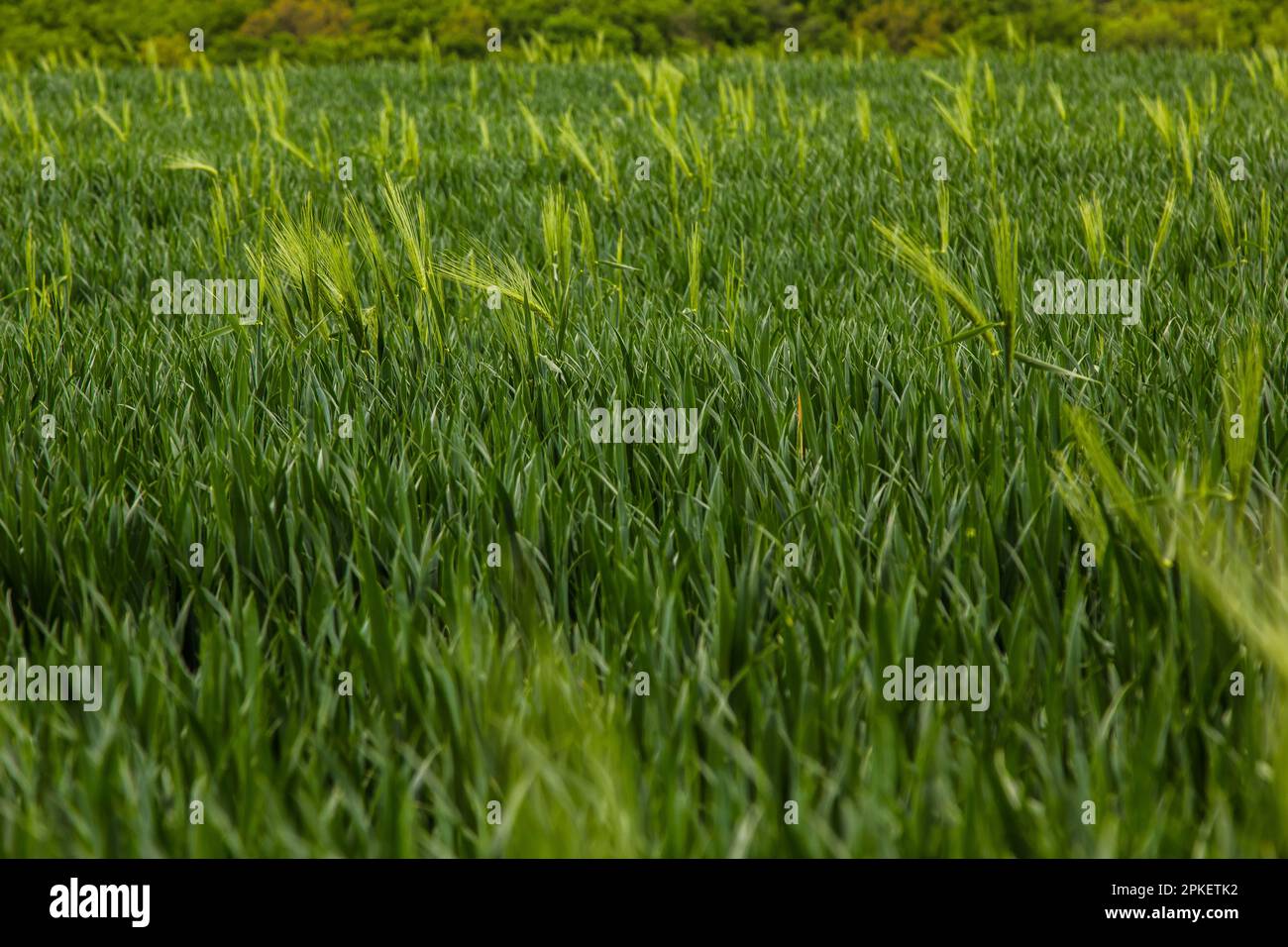 spikelets of green rye grow in the field of the farm in summer Stock ...