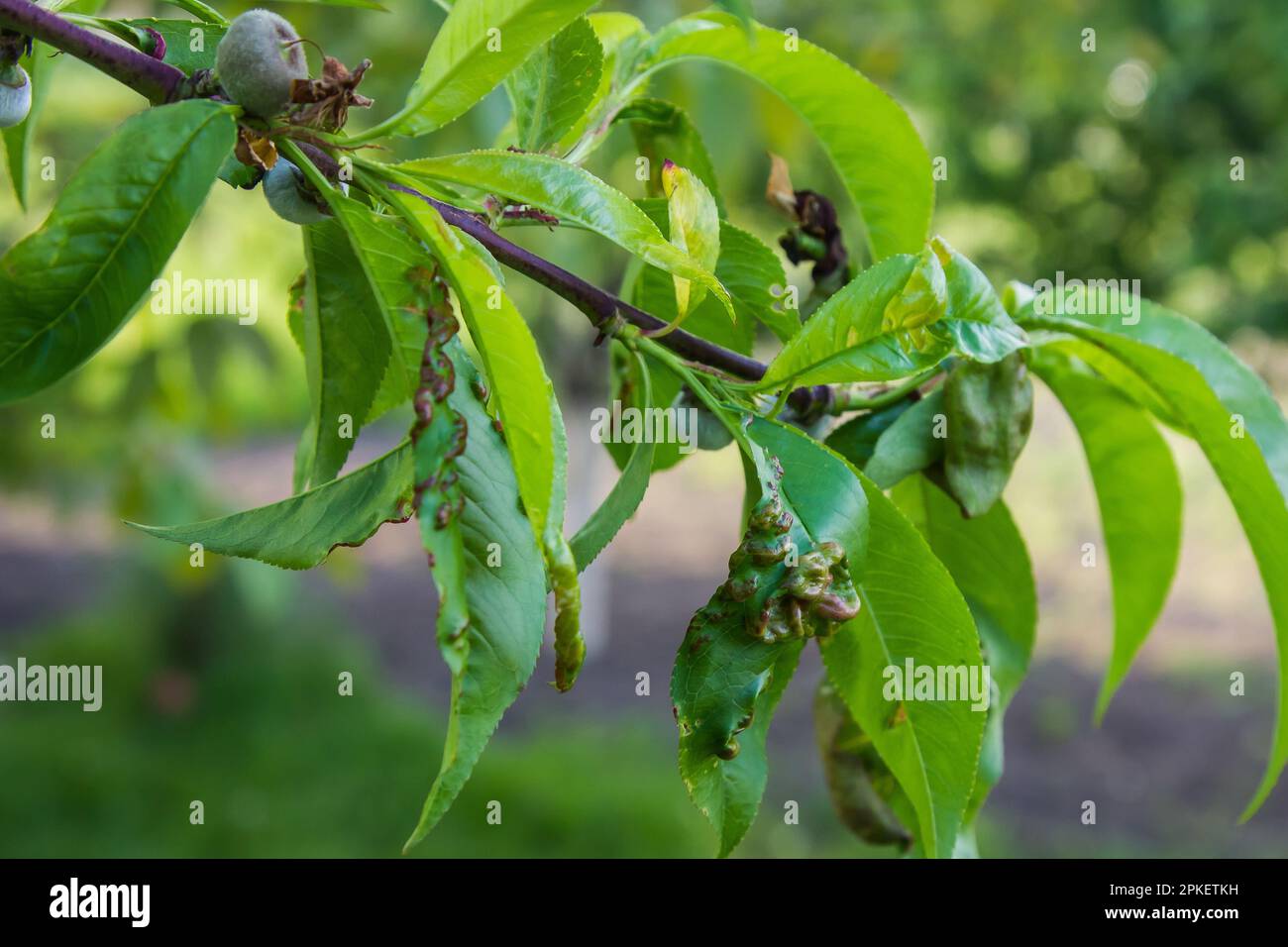 Gardening injury hi-res stock photography and images - Alamy