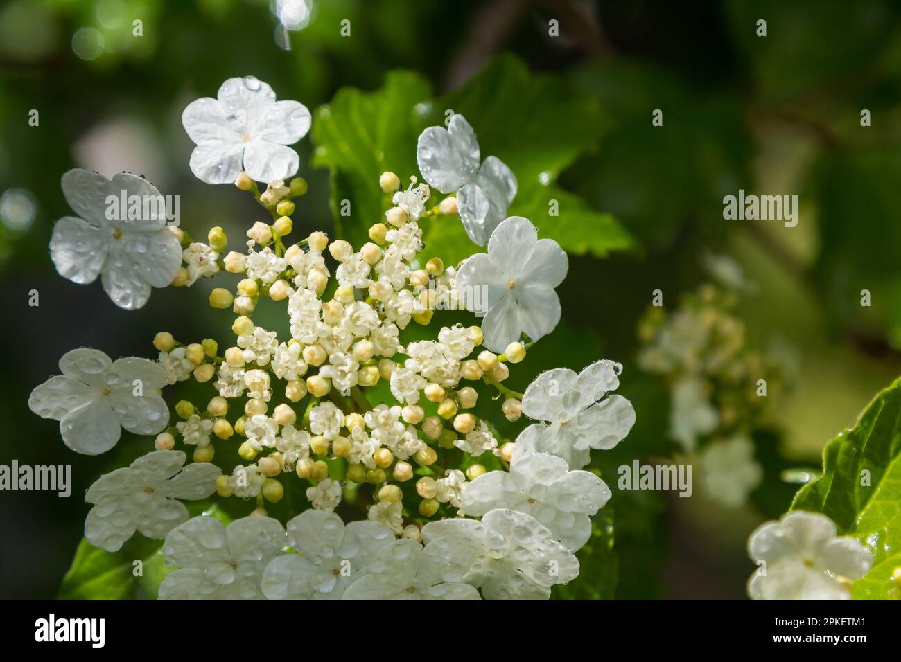 Viburnum flower with green leaves on sky background in sunny weather ...