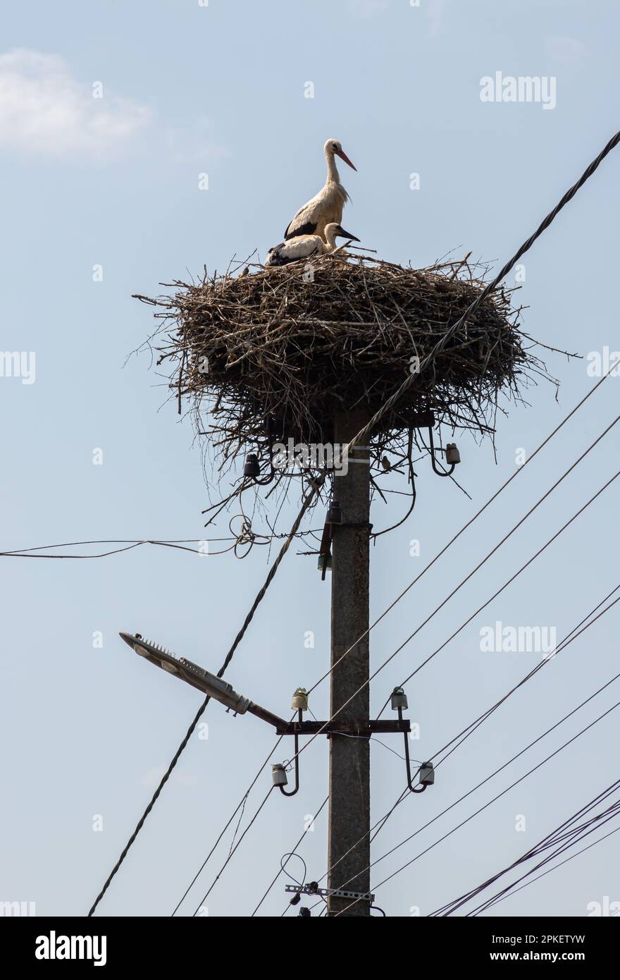 Large migratory bird with black and white plumage. White stork and ...