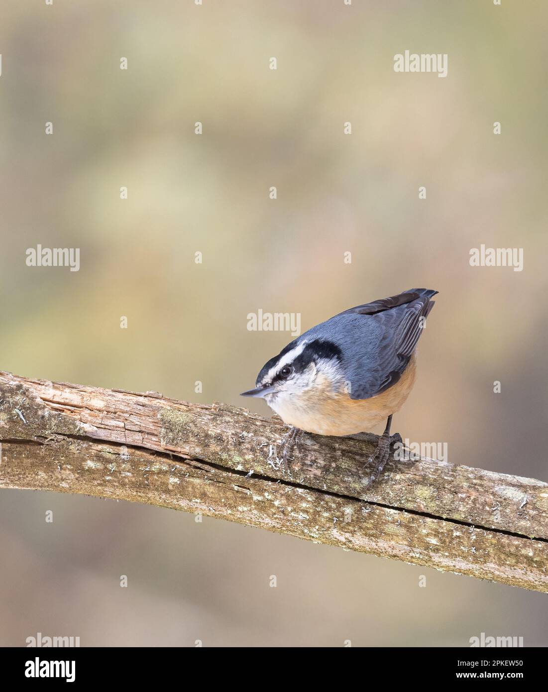 A Red-breasted Nuthatch on a branch with green Bokeh background Stock ...
