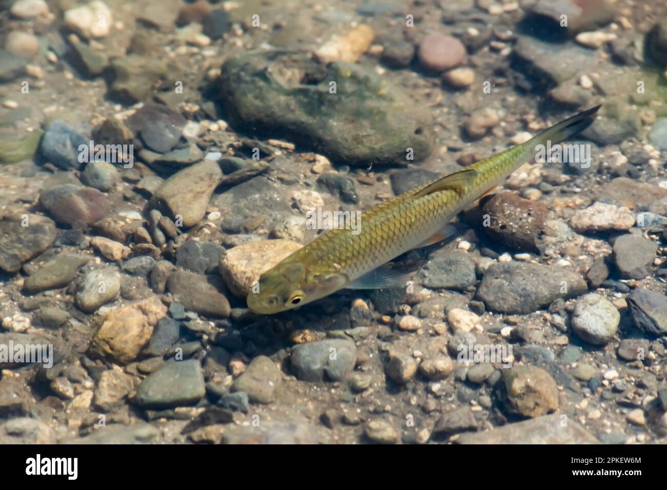 a flock of fish swims in the water of the lake on the shoal Stock Photo ...