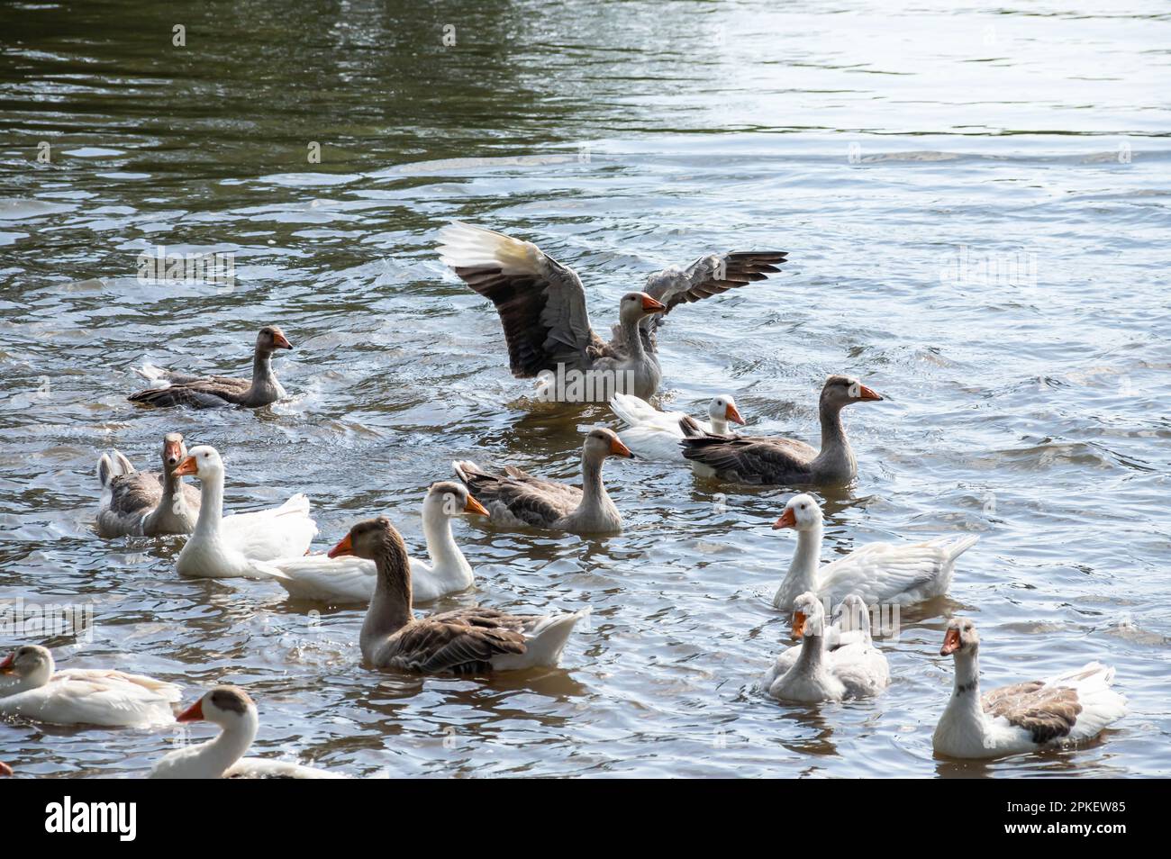 group of domestic white farm geese swim and splash water drops in dirty ...