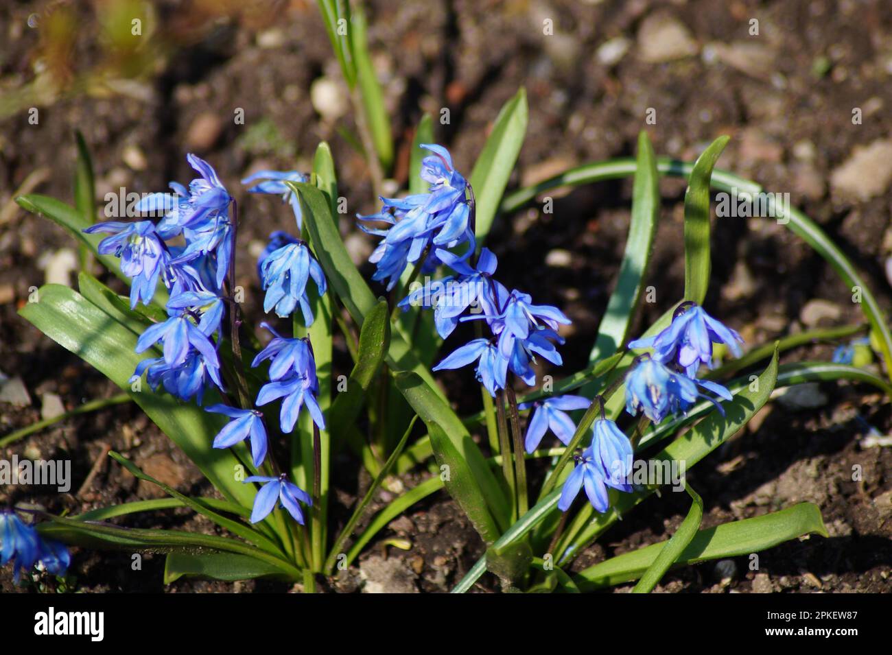 Blue stars in spring hi-res stock photography and images - Alamy