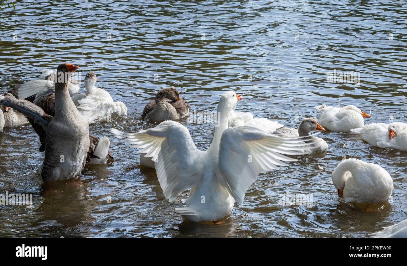 Gray geese swimming in the water. Domestic Geese Swimming in pond Stock ...
