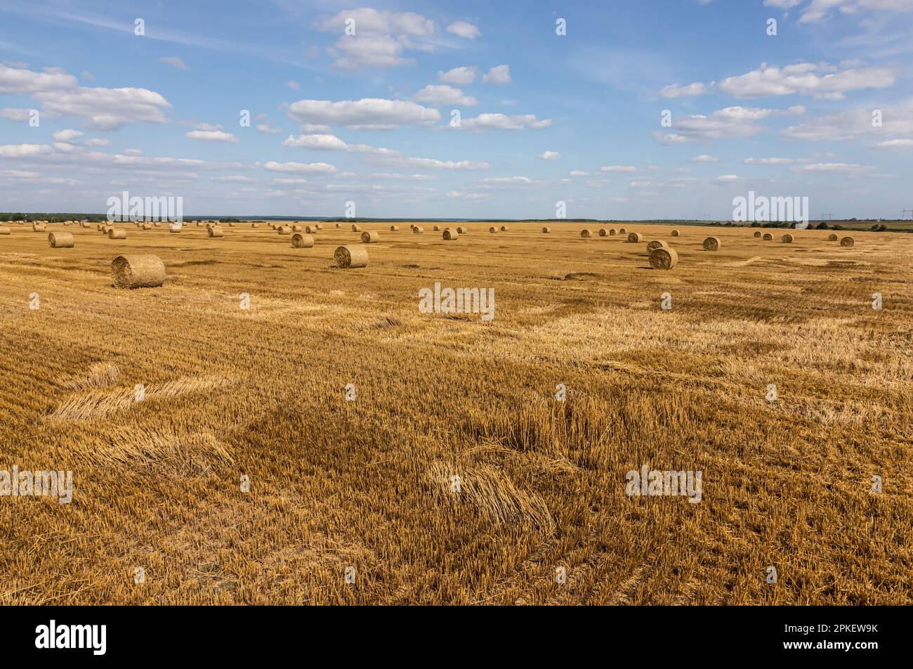 Stacks of straw - bales of hay, rolled into stacks left after ...