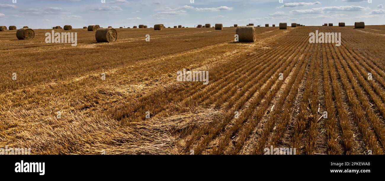 Stacks of straw - bales of hay, rolled into stacks left after ...