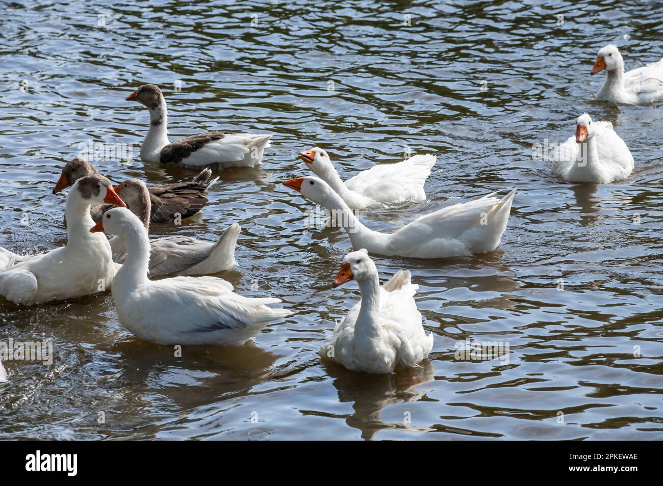 Gray geese swimming in the water. Domestic Geese Swimming in pond Stock ...