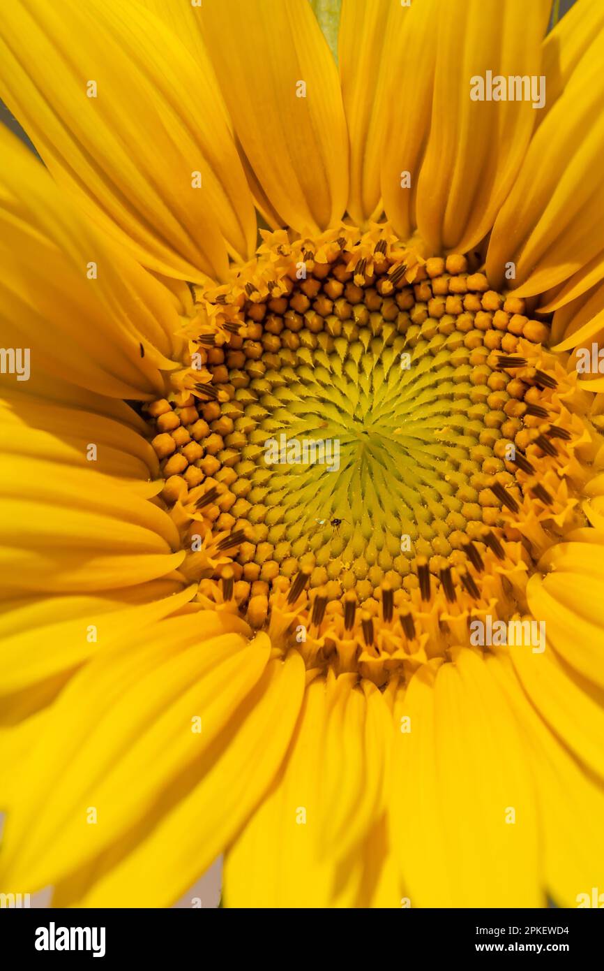 the middle of the inflorescence of yellow sunflowers in the field ...