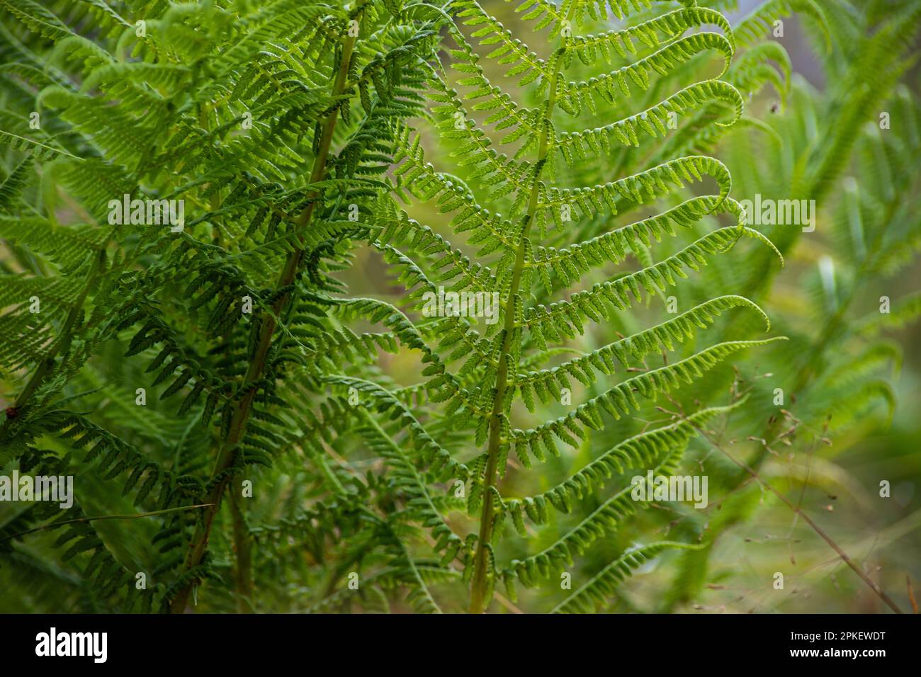 Natural background and wallpaper. Beautiful green fern leaves in the ...
