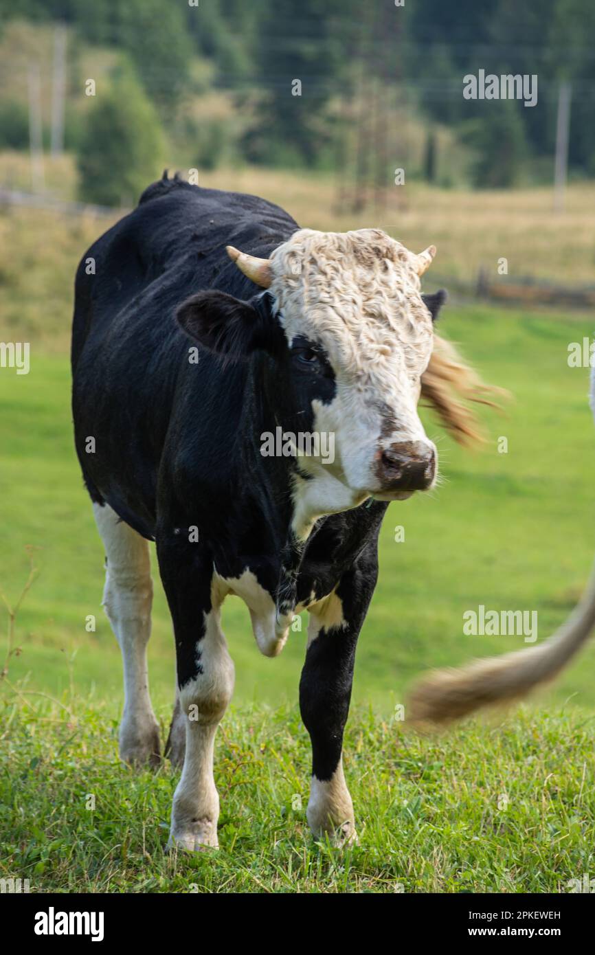 cows graze on the green grass of the mountain slope Stock Photo - Alamy