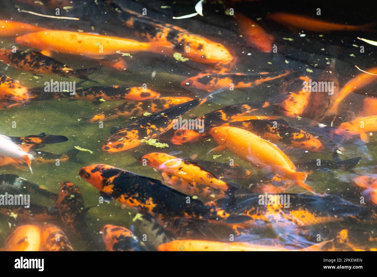 Koi fish swimming in water garden, fancy carp fish, koi fishes, Koi ...