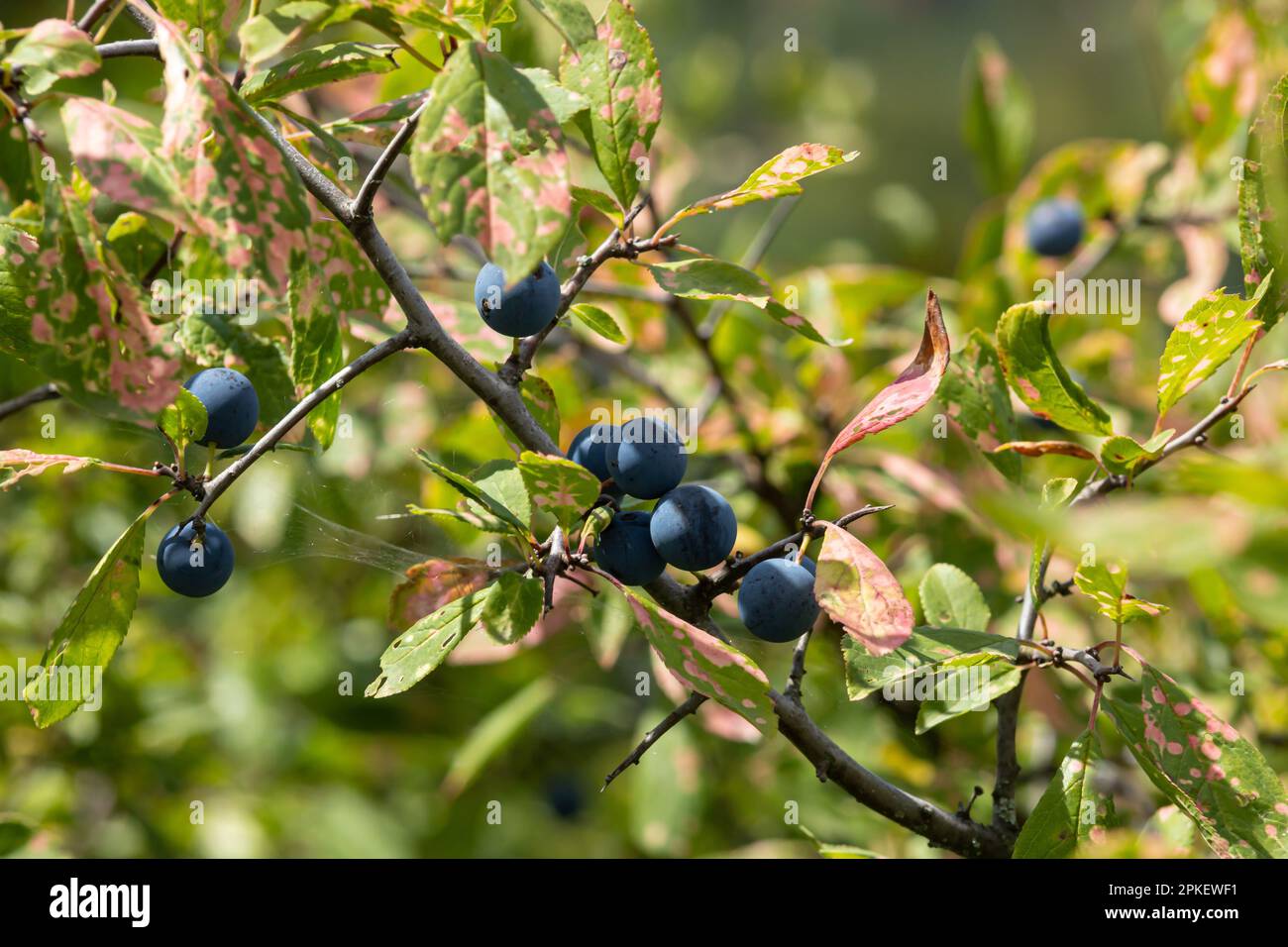 Blackthorn sloe or prunus spinosa growing on a tree branch Stock Photo ...