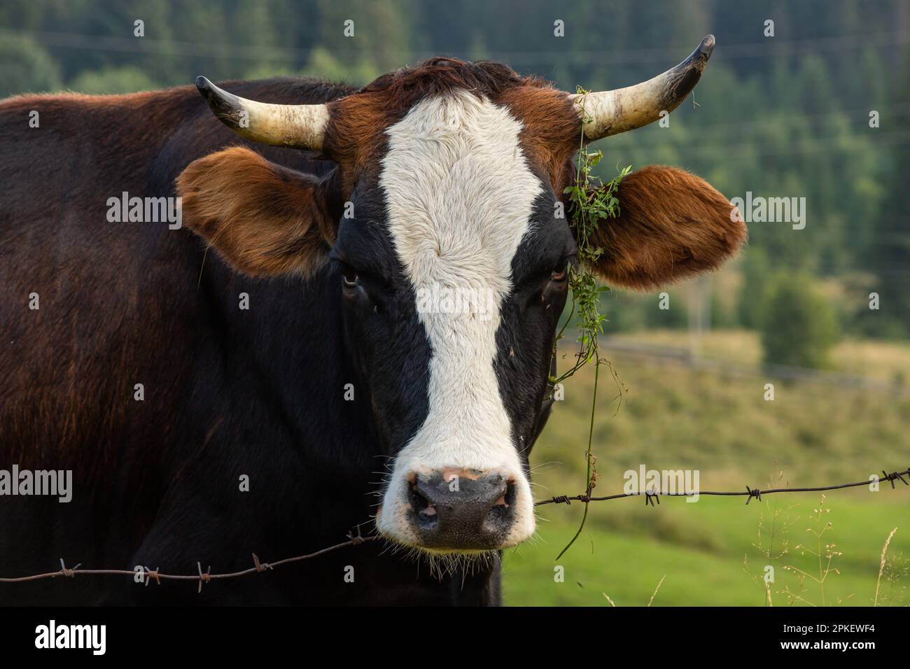 Grass cows hi-res stock photography and images - Alamy