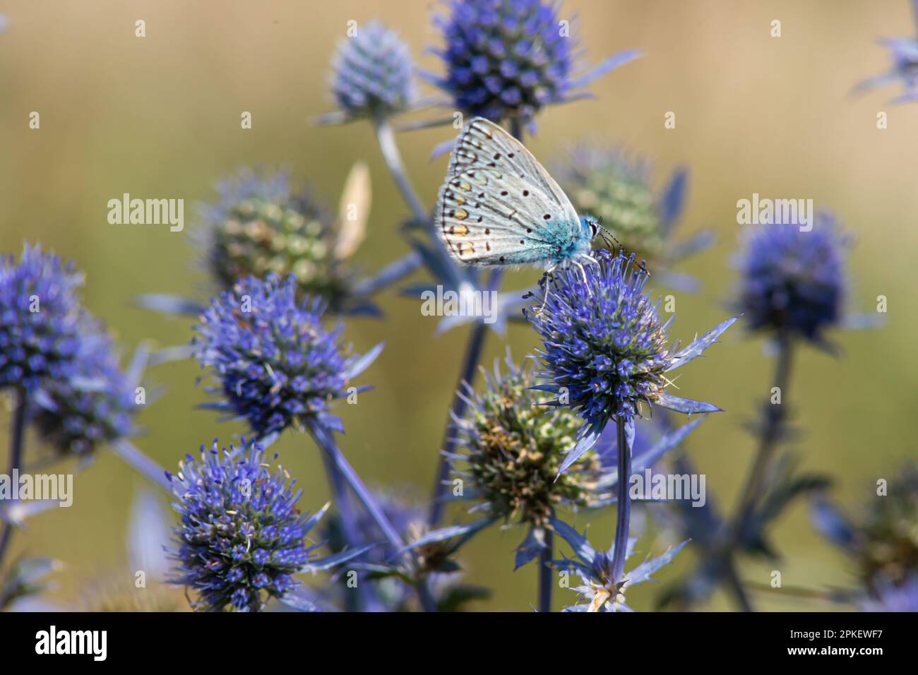 Blue spiky flowers hi-res stock photography and images - Alamy