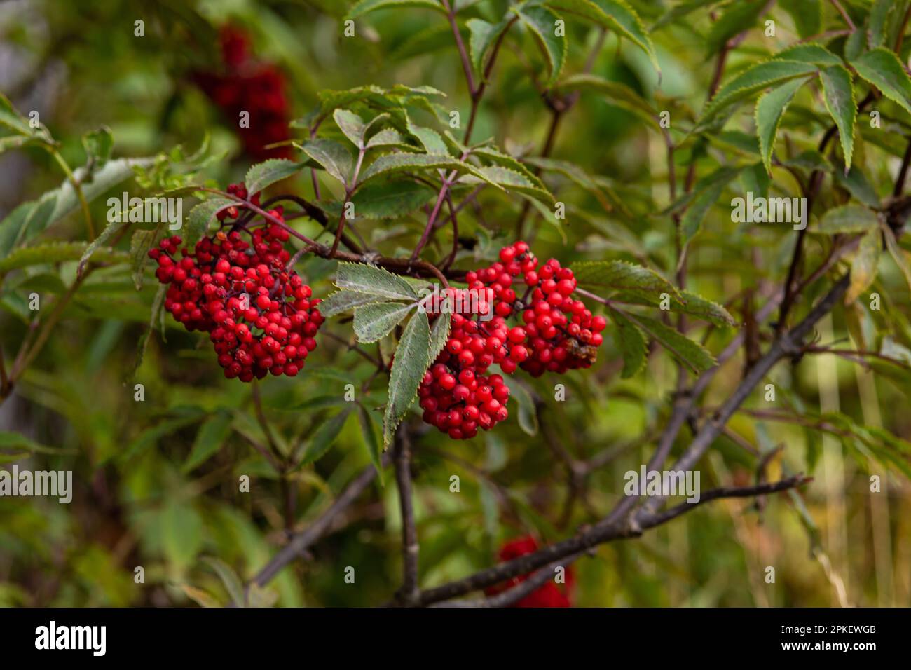 Characteristic and showy small mountain tree with red berries. Sorbus ...
