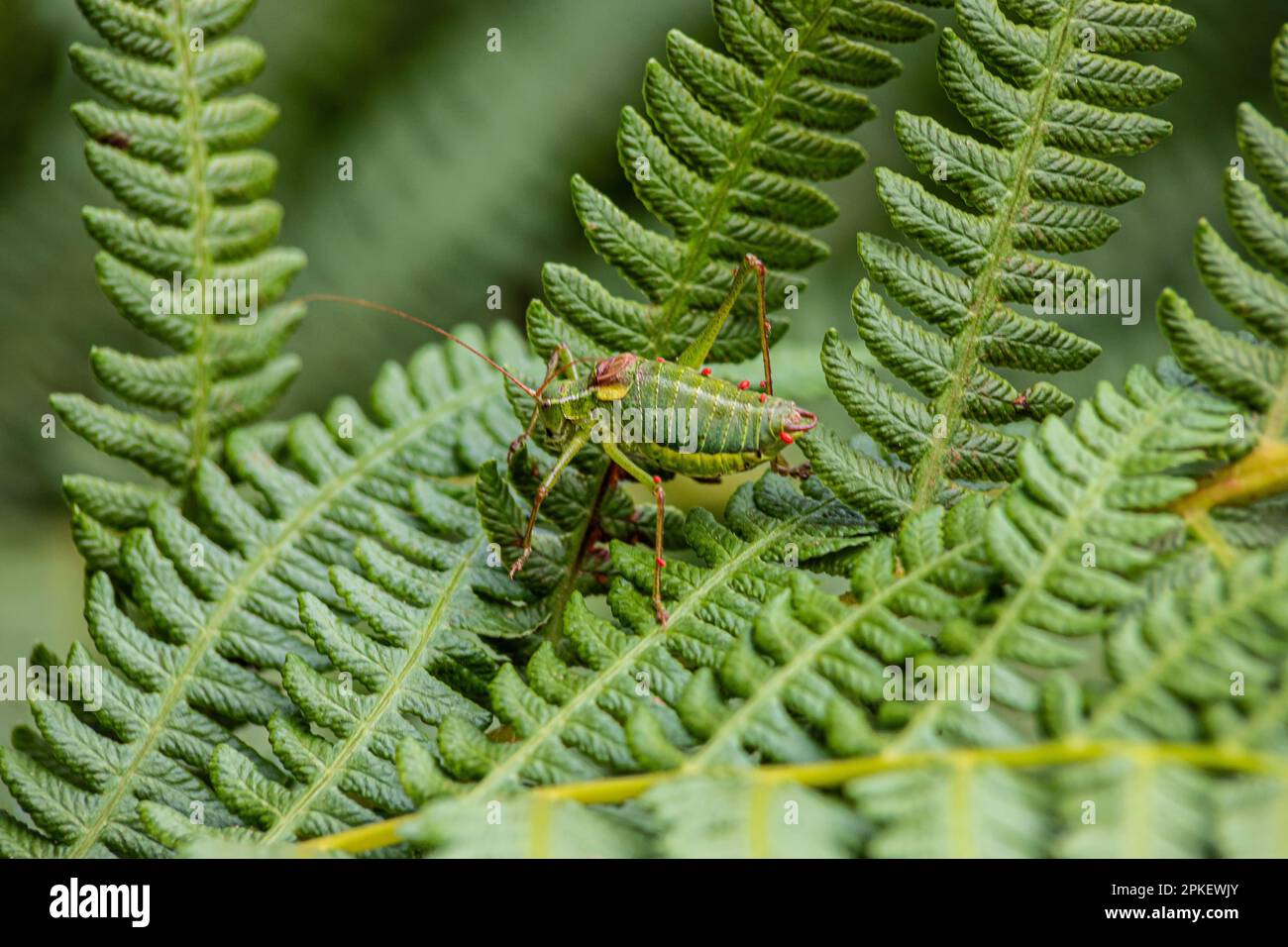 Steropleurus pseudolus Saddle Bush-cricket large grasshopper with no ...