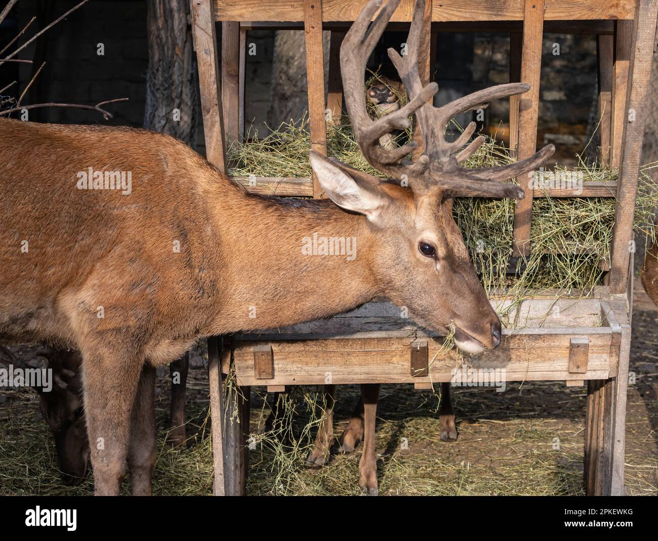 Deer with black-yellow-white soft hair near the feeders in the aviary ...