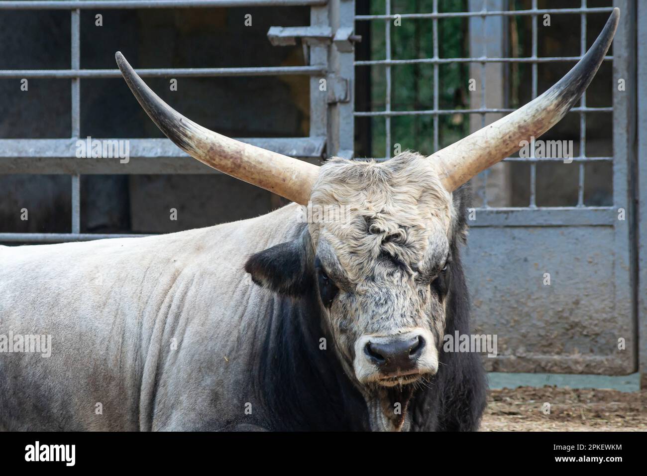 The Hungarian Grey also known as Hungarian Steppe Cattle cud chewing ...