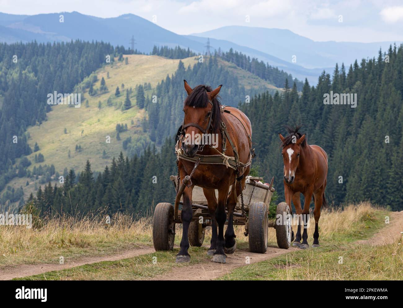horse-drawn, going on a road in the Carpathian mountains. Ukraine Stock ...